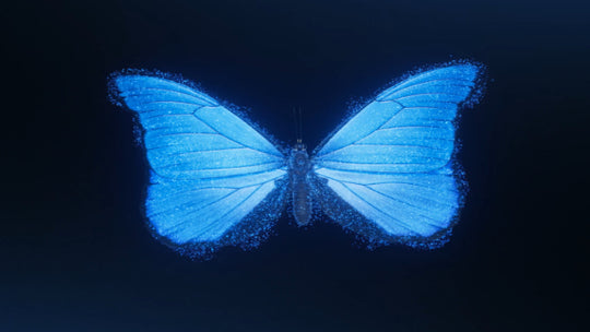 Sample 1297 – D Design Company